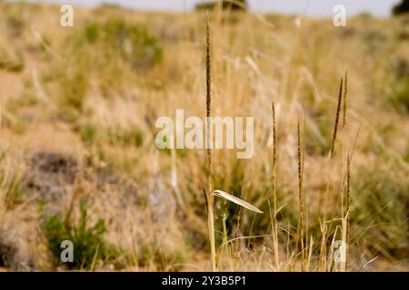 Giant Dropseed (Sporobolus giganteus) Plantae Stock Photo - Alamy