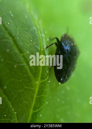 (Trachys minutus) Insecta Stock Photo - Alamy