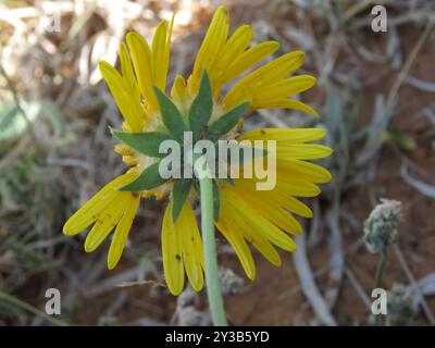 Huisache Daisy (Amblyolepis setigera), Plantae, Wildwood Dr, Flower ...
