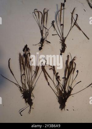 Slenderleaf Sundew (Drosera linearis) Plantae Stock Photo - Alamy