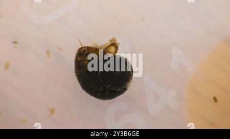 Hydrobiid Mud Snails (Hydrobiidae) Mollusca Stock Photo - Alamy