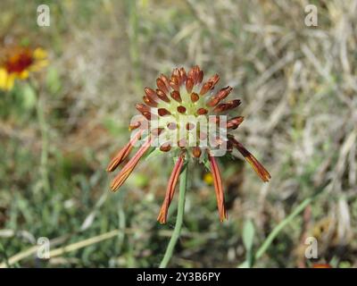 Huisache Daisy (Amblyolepis setigera), Plantae, Flower Mound, TX, US ...