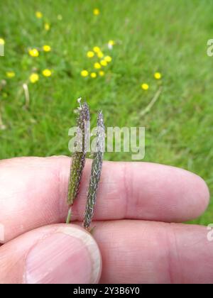 Marsh foxtail (Alopecurus geniculatus) Plantae Stock Photo - Alamy