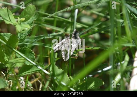 Alfalfa Looper (Autographa californica), Insecta, Thompson-Nicola, BC ...