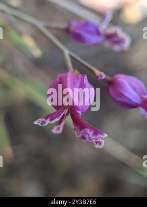most beautiful jewelflower (Streptanthus glandulosus glandulosus ...