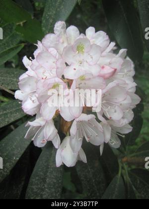 great rhododendron (Rhododendron maximum) Plantae Stock Photo - Alamy