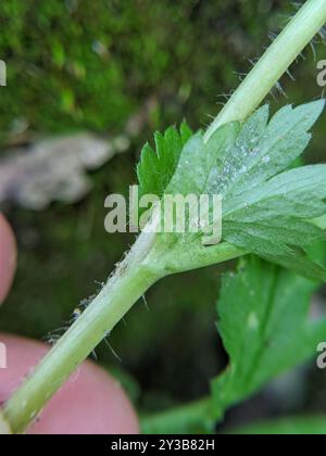 Spring Avens (Geum vernum) Plantae Stock Photo - Alamy