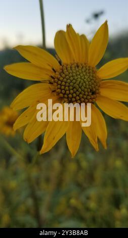 showy goldeneye (Heliomeris multiflora) Plantae Stock Photo - Alamy