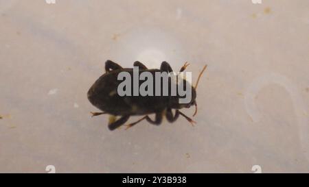 Riffle Beetles (Elmidae) Insecta Stock Photo - Alamy