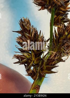 True Fox-sedge (Carex vulpina) Plantae Stock Photo - Alamy