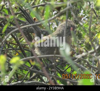 Wrentit (Chamaea fasciata) Aves Stock Photo - Alamy