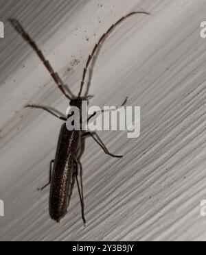Angled False Blister Beetle (Calopus angustus) Insecta Stock Photo - Alamy