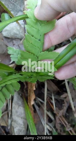 Cunningham's maidenhair (Adiantum cunninghamii) Plantae Stock Photo - Alamy