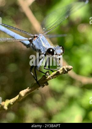 Odalisque (Epallage fatime) Insecta Stock Photo - Alamy