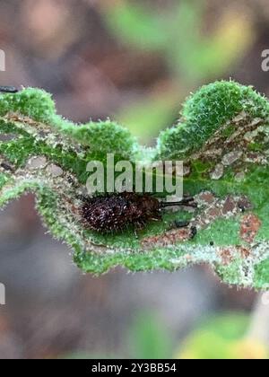 Spiky Leafbeetles (Hispini) Insecta Stock Photo - Alamy