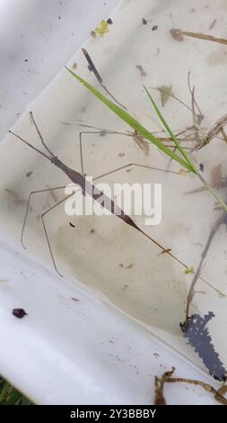 Eurasian Water Stick Insect (Ranatra linearis Stock Photo - Alamy