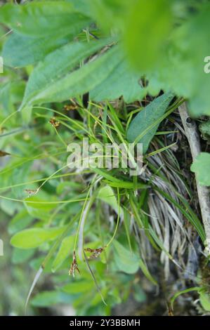 Bird's-foot Sedge (Carex ornithopoda) Plantae Stock Photo - Alamy