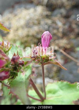 Cascade Beardtongue (Penstemon serrulatus) Plantae Stock Photo - Alamy