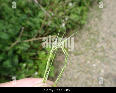 rattail sixweeks grass (Festuca myuros) Plantae Stock Photo - Alamy