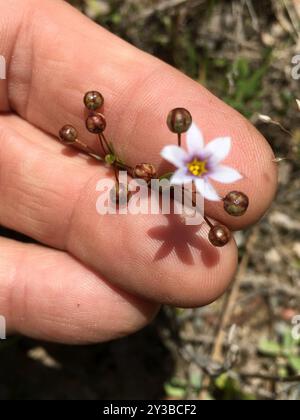 Blue Pigroot (Sisyrinchium micranthum) Plantae Stock Photo - Alamy