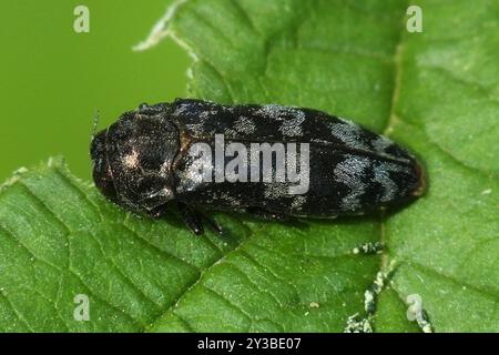 (Coraebus rubi) Insecta Stock Photo - Alamy