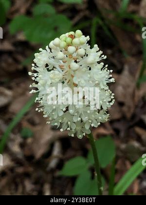fly poison (Amianthium muscitoxicum) Plantae Stock Photo - Alamy