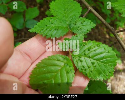 Elm Leaf Gall Mite (Aceria campestricola) Arachnida Stock Photo - Alamy