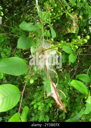 Small Ermine Moths (Yponomeuta), Insecta, Kehlen, Zone Industrielle 3 ...