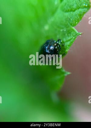 (Trachys minutus) Insecta Stock Photo - Alamy