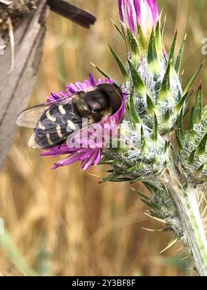 White-bowed Smoothwing (Scaeva affinis) Insecta Stock Photo - Alamy