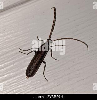 Angled False Blister Beetle (Calopus angustus) Insecta Stock Photo - Alamy