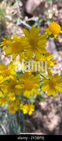 Lobeleaf Groundsel (Packera multilobata) Plantae Stock Photo - Alamy