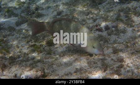 Palenose Parrotfish (Scarus psittacus) Actinopterygii Stock Photo - Alamy