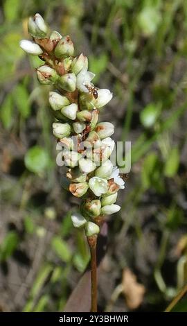 swamp smartweed (Persicaria hydropiperoides) Plantae Stock Photo - Alamy