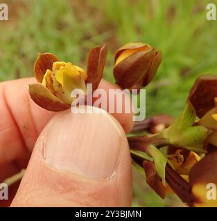 Mini Harlequin (Eulophia parviflora) Plantae Stock Photo - Alamy