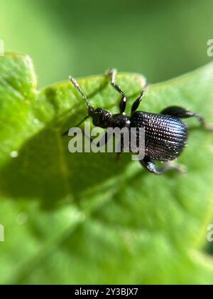 Birch Leaf-rolling Weevil (Deporaus betulae) Insecta Stock Photo - Alamy