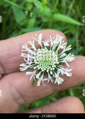 Piedmont Barbara's-buttons (Marshallia obovata) Plantae Stock Photo - Alamy