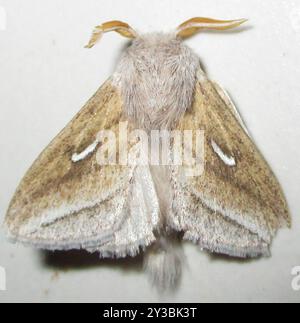 (Sena prompta) Insecta Stock Photo - Alamy