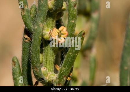 Green molly (Neokochia americana) Plantae Stock Photo - Alamy