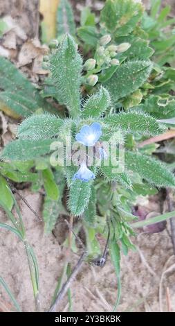 small bugloss (Anchusa arvensis) Plantae Stock Photo - Alamy
