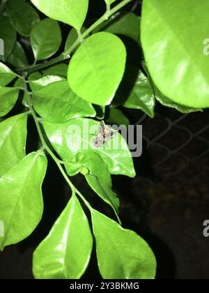 (Gonia crassicornis) Insecta Stock Photo - Alamy