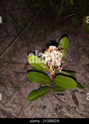 Gopher apple (Geobalanus oblongifolius) Plantae Stock Photo - Alamy