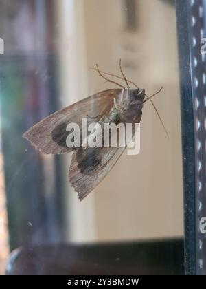 Chestnut-veined Crest-moth (Paralaea porphyrinaria), Insecta, Hobart ...