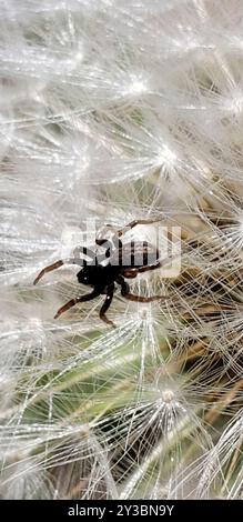 (Allocosa funerea) Arachnida Stock Photo - Alamy