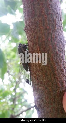 Spotted Wattle Cicada (Galanga labeculata) Insecta Stock Photo - Alamy
