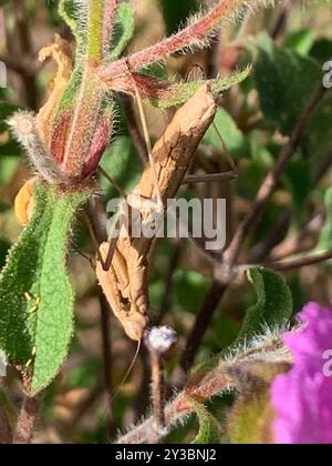 Heldreich's Dwarf Mantis (Ameles heldreichi) Insecta Stock Photo - Alamy