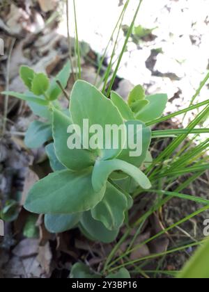 Great Stonecrop (Hylotelephium maximum) Plantae Stock Photo - Alamy