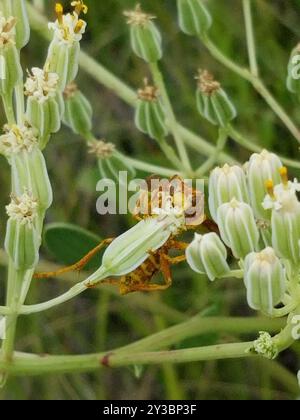"Texanus" Paper Wasp (Polistes apachus texanus) Insecta Stock Photo - Alamy