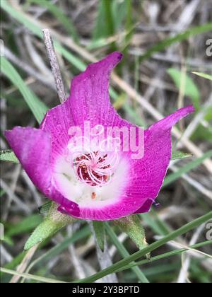 winecup mallow (Callirhoe involucrata) Plantae Stock Photo - Alamy