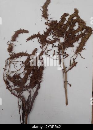 golden dock (Rumex fueginus) Plantae Stock Photo - Alamy